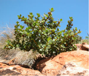 Resurrection Bush – Myro